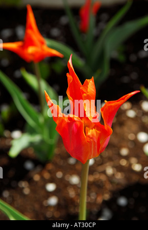 There are several red tulips blooming in the garden. Buds and green ...
