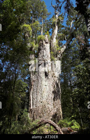 Tane Mahuta: oldest tree in Waipoua Kauri forest, New Zealand Stock ...