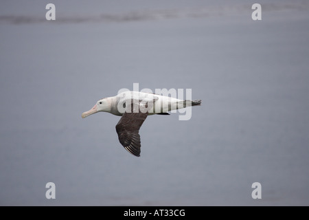 Wandering Albatross in Antarctica Stock Photo - Alamy