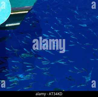 stern of dhoni in the maldives Stock Photo - Alamy