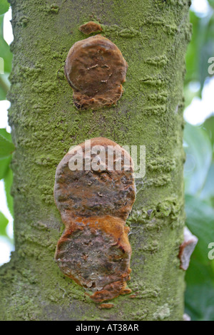 PLUM HEART ROT PHELLINUS POMACEUS OFTEN ASSOCIATED WITH PRUNING WOUNDS ...