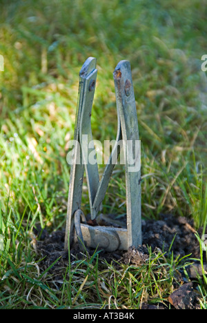 Mole trap set on the lawn Stock Photo - Alamy