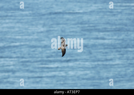 Raven Corvus corax South Stack RSPB Reserve Anglesey Wales UK Stock ...