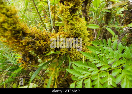 Volcano eruption Mt Matavanu Savai'i 1905 photo by Thomas Andrew Stock ...