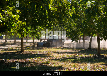 A windrow machine sweeps fallen walnuts into rows at harvest time in ...