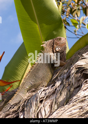 OSA PENINSULA, COSTA RICA - Blood wood tree, sangrillo colorado, cut ...