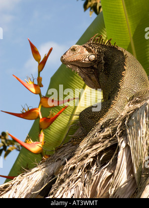 OSA PENINSULA, COSTA RICA - Blood wood tree, sangrillo colorado, cut ...