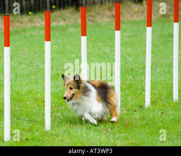 Dog running through weaving poles at training ground. Space for text ...