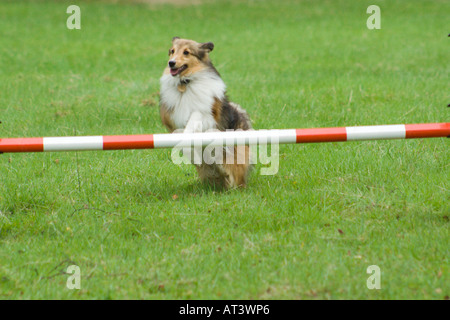 Shetland Sheepdog jumping over an agility hurdle in agility competition ...