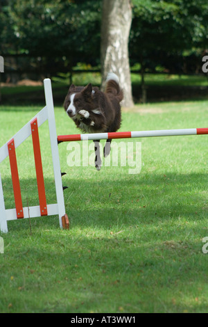 A Collie Dog Leaping Over an Obstacle Race Fence Stock Photo - Alamy