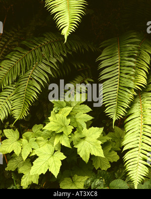 Forest of Dean ferns, Gloucestershire Stock Photo - Alamy