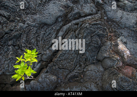 Lavafield of Saleaula MAUGA SAMOA Lava Field Savaii Western Samoa ...