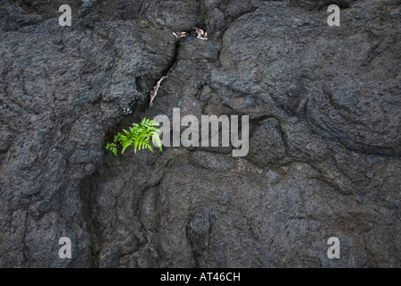 Lavafield of Saleaula MAUGA SAMOA Lava Field Savaii Western Samoa ...