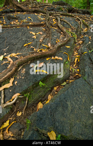 Lavafield of Saleaula MAUGA SAMOA Lava Field Savaii Western Samoa ...