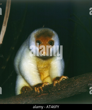 A common spotted cuscus, Spilocuscus maculatus, is a marsupial that ...