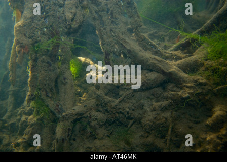 diving in the mangroves underwater under water wetlands mangroves trail ...