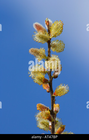 Rusty Willow (Salix atrocinerea Stock Photo - Alamy
