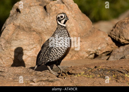 Montezuma Quail male Cyrtonyx montezumae Stock Photo - Alamy