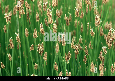 creeping spike-rush, common spike-rush, pale spike-rush (Eleocharis ...