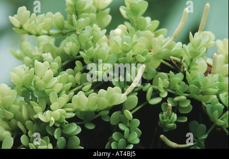Peperomia (Peperomia hoffmannii Stock Photo - Alamy
