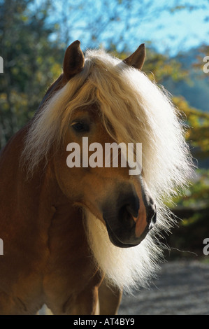 portrait of horse breed Haflinger with long mane Stock Photo - Alamy