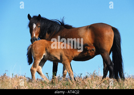 Garrano horse (Equus przewalskii f. caballus), Portugal, NP Penada-gers ...