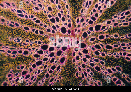 Microscopic cross section of plant stem showing cells, botanical ...