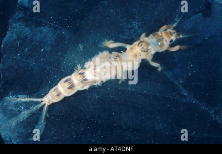 Ephemera danica, mayfly larva Stock Photo - Alamy