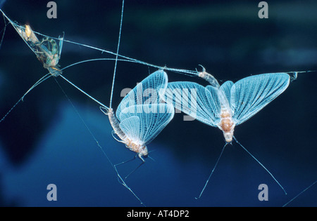 virgin mayfly (Ephoron virgo, Polymitarcis virgo), masses of dead Stock ...