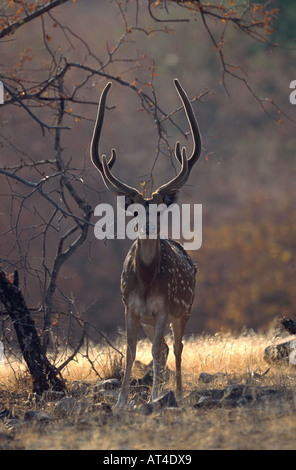 Chital (Axis axis), head, front view. Kanha National Park, Madhya ...