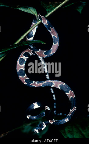 Snail eating snake Dipsas catesbyi Tambopata rainforest Amazonian Peru ...
