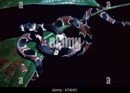 Snail eating snake Dipsas catesbyi Tambopata rainforest Amazonian Peru ...