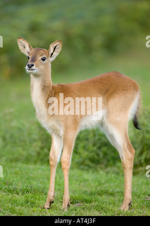 Baby of Red lechwe (Kobus leche leche) in Busanga Plains. Kafue ...