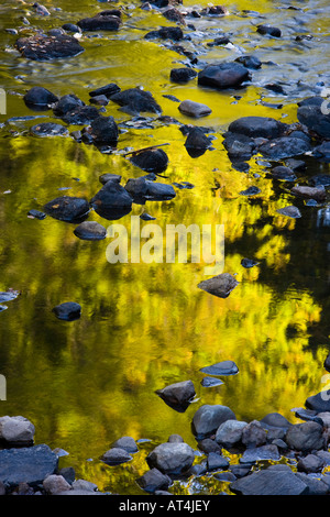 Tree reflections in the Isinglass River in Strafford, New Hampshire ...