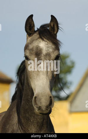 Shagya Arab Hungary Europe Stock Photo - Alamy