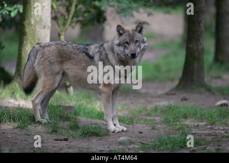 Great Plains wolf or buffalo wolf, Canis lupus nubilus. Threatened ...