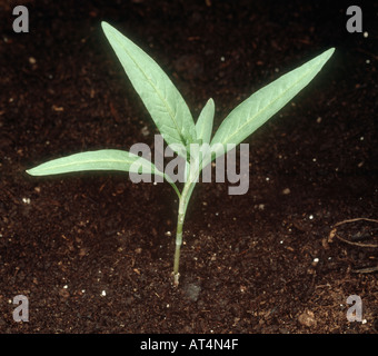 Pale persicaria, Persicaria lapathifolia, seedling with cotyledons and ...