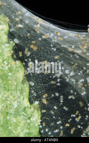 String or webbing of two spotted spider mites Tetranychus urticae on ...