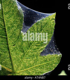 String or webbing of two spotted spider mites Tetranychus urticae on ...