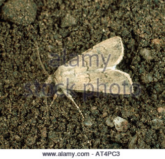 Turnip cutworm Agrotis segetum caterpillar in a damaged potato tuber ...