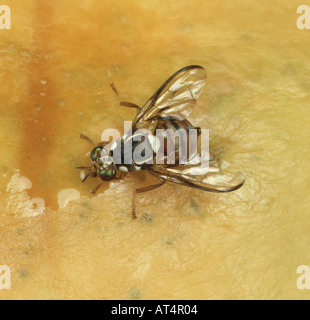 Oriental fruit fly (Bactrocera dorsalis) adult fly with irridescent ...