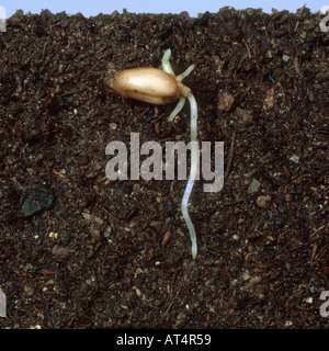 Wheat seed germinating with roots and radicle forming Stock Photo - Alamy