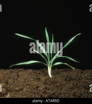 Tillering wheat plant at about Zadoks stage 30 or Feekes stage 5 in ...