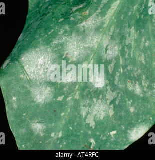 Powdery mildew Erysiphe pisi on a pea Pisum sativum leaf Stock Photo ...