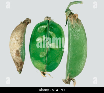 Damage to pea pods caused by pea thrips Kakothrips pisivorus Stock ...