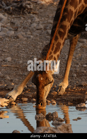 Giraffe (Giraffa camelopardalis) bull drinking at waterhole, Zimanga ...