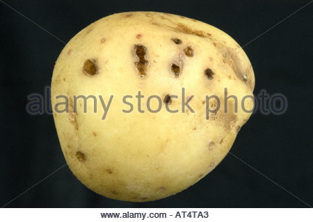 Feeding holes caused by wireworms (Agriotes sp.) feeding on and in a ...