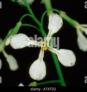 Wild radish or runch Raphanus raphanistrum seedling cotyledons and ...