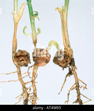 Bean seed fly Delia platura larvae and damage to pea seed Stock Photo ...