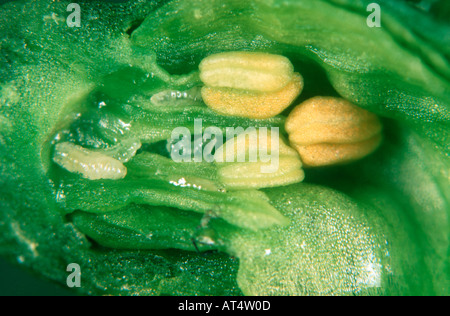 Pea midge Contarinia pisi larvae on a pea flower bud Stock Photo - Alamy